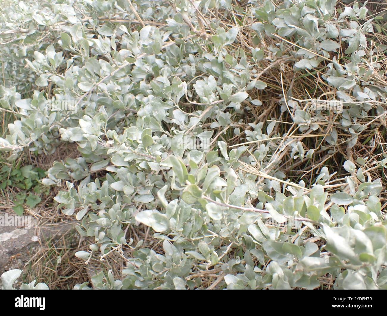 Mediterranean Saltbush (Atriplex halimus Stock Photo - Alamy