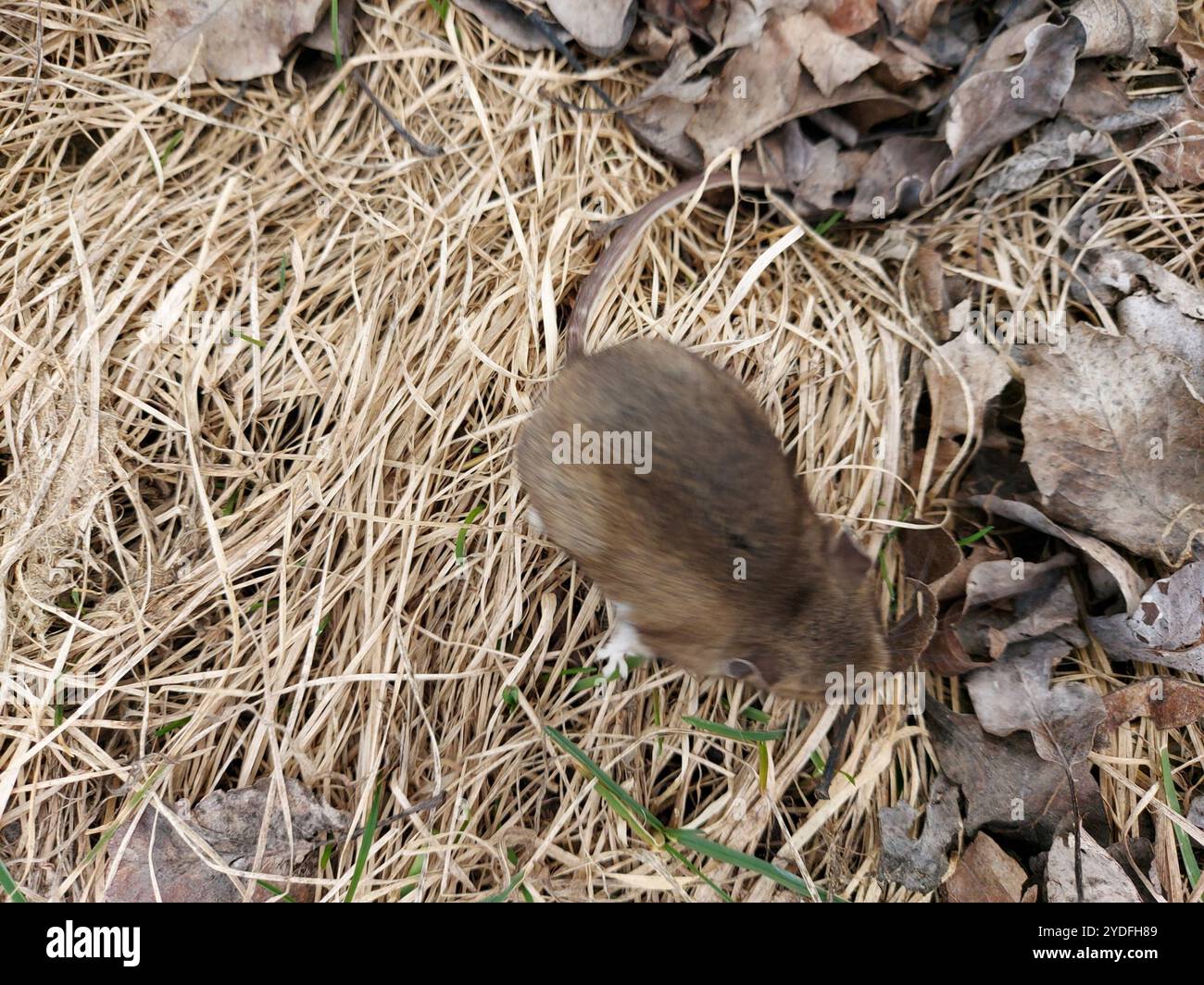 Western Deer Mouse (Peromyscus sonoriensis Stock Photo - Alamy