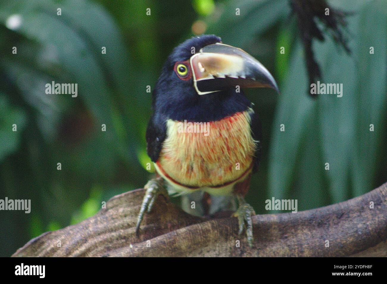 Collared Aracari (Pteroglossus torquatus Stock Photo - Alamy