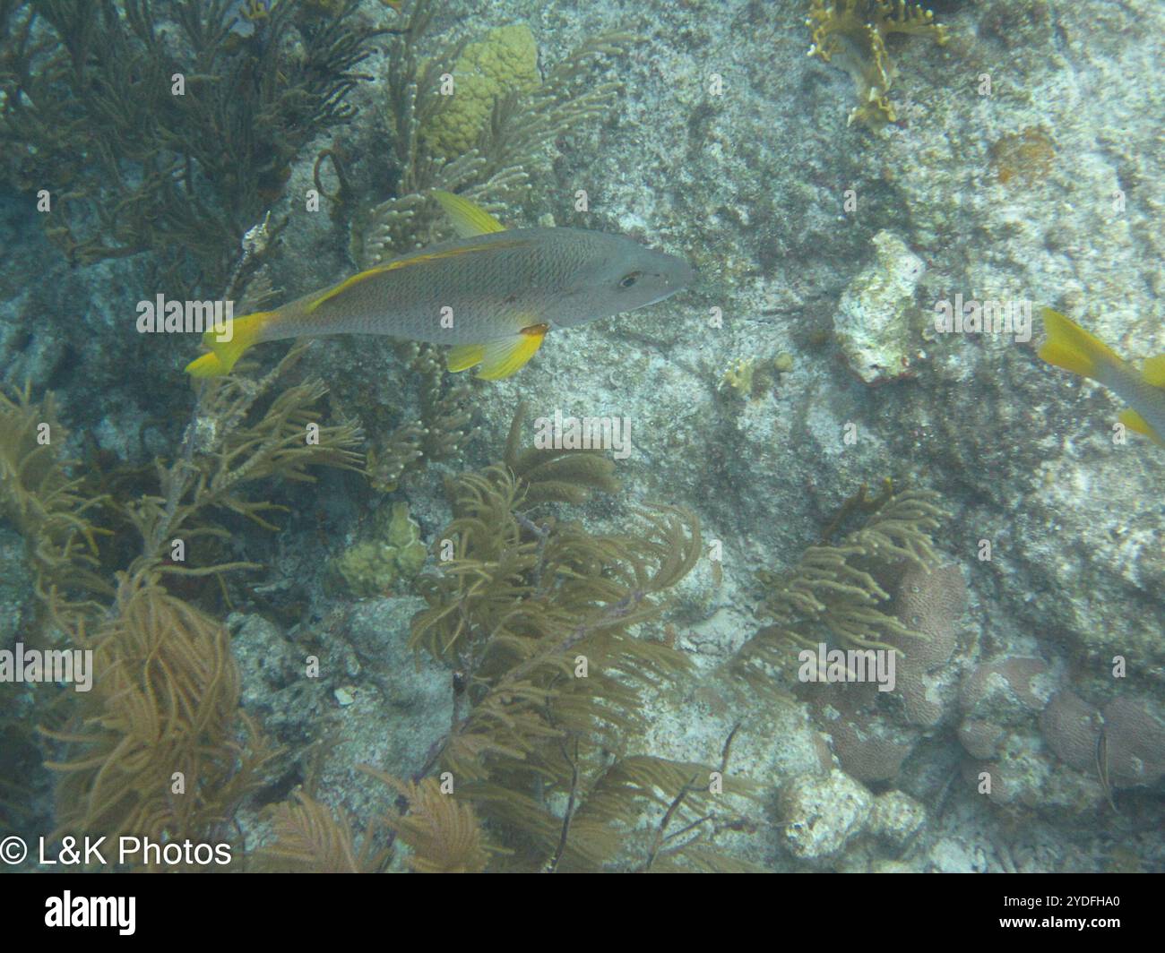 Schoolmaster Snapper (Lutjanus apodus Stock Photo - Alamy