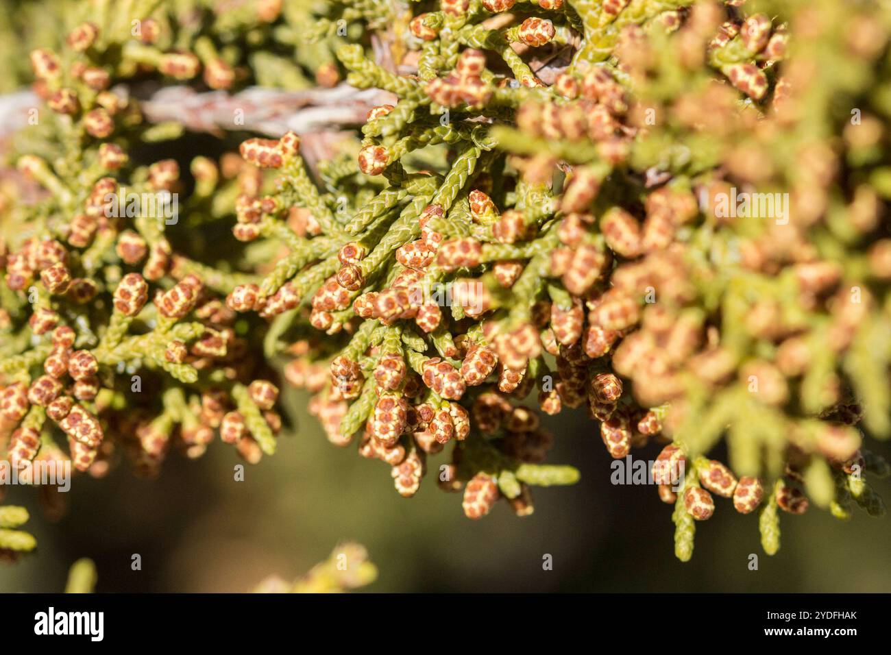 One-seed Juniper (Juniperus monosperma Stock Photo - Alamy