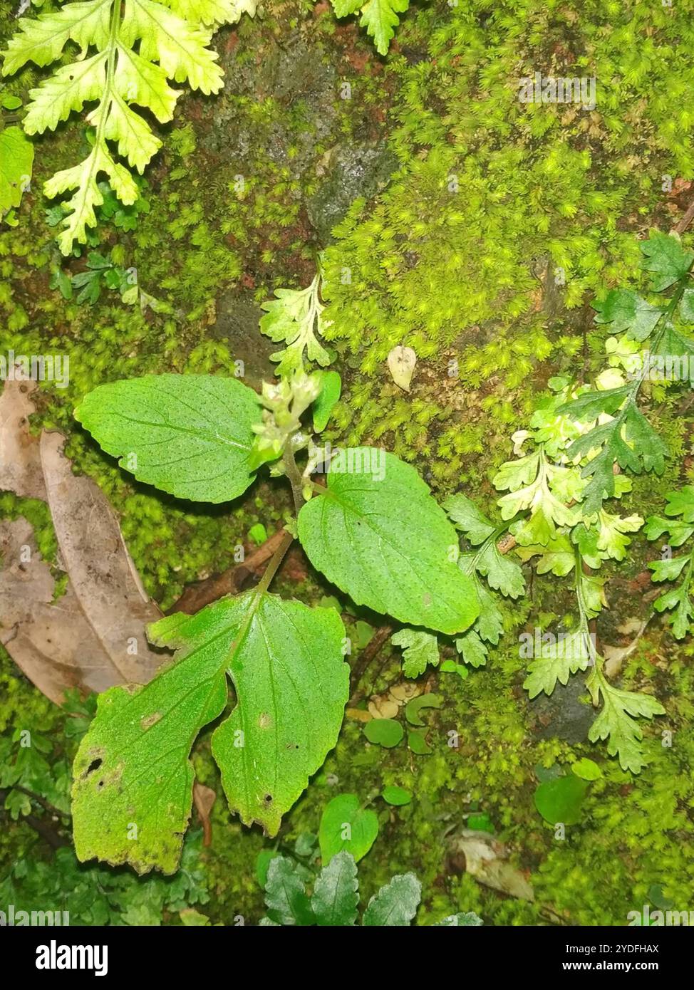 Epithema hi-res stock photography and images - Alamy