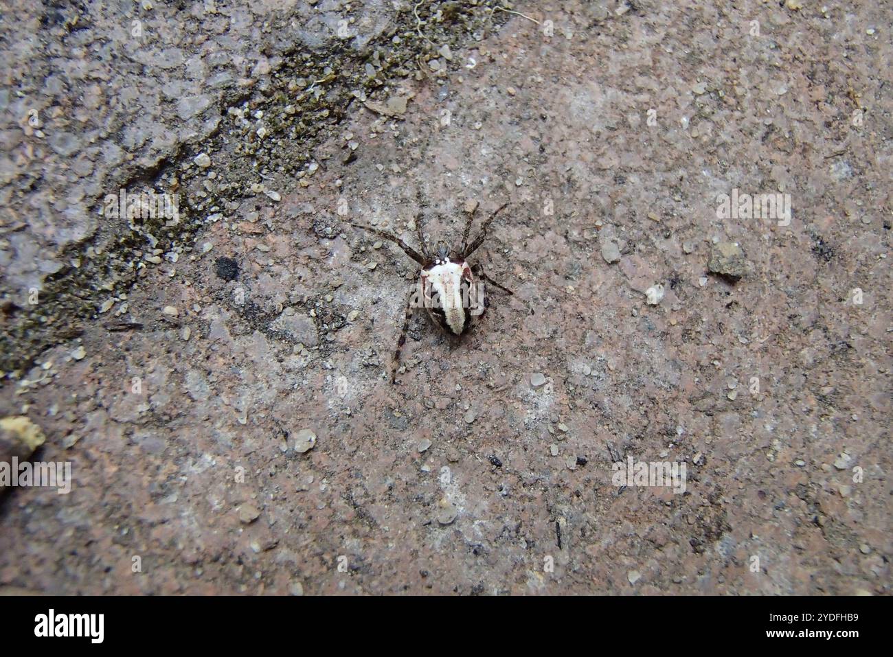 Plebs hi-res stock photography and images - Alamy