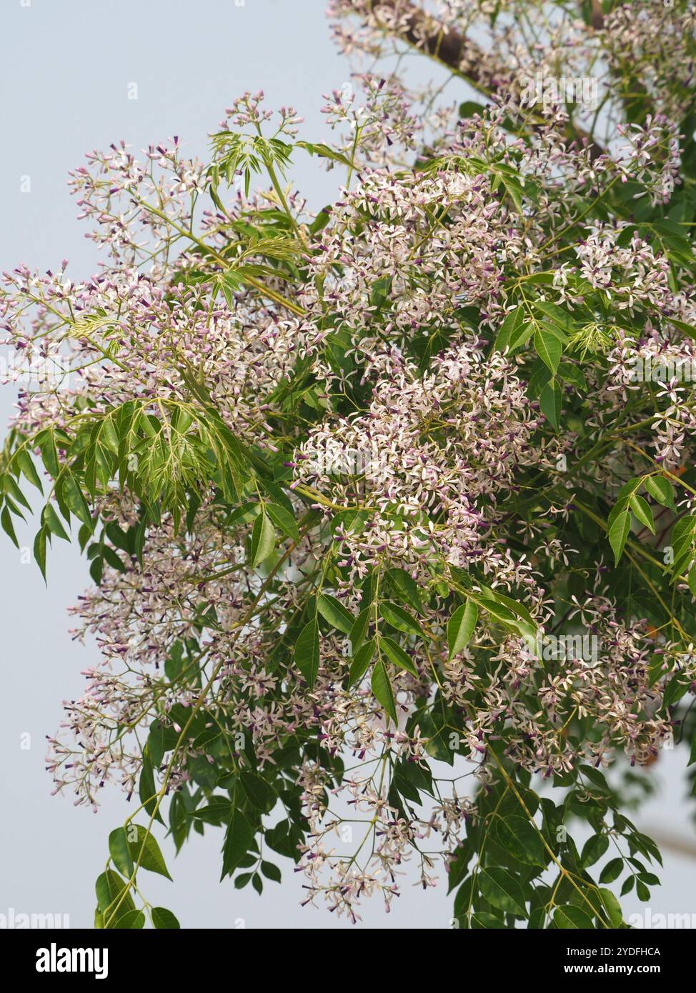 Chinaberry (Melia azedarach Stock Photo - Alamy