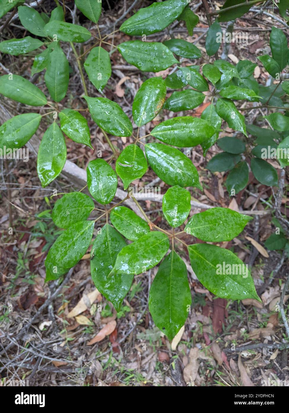 Five-Leaved Water Vine (Apocissus hypoglauca Stock Photo - Alamy
