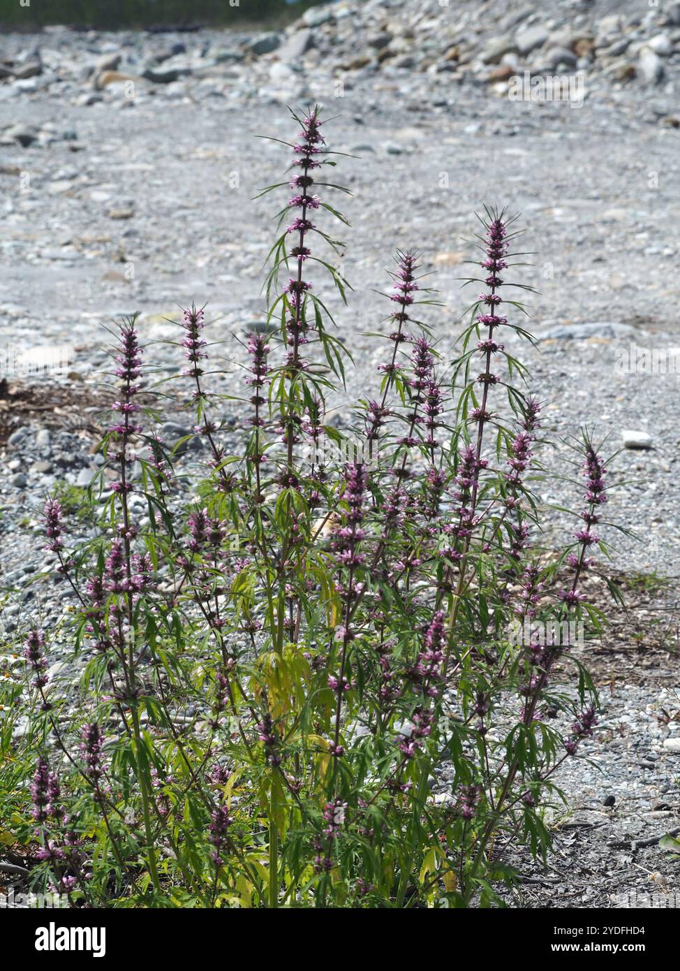 Chinese motherwort (Leonurus japonicus Stock Photo - Alamy