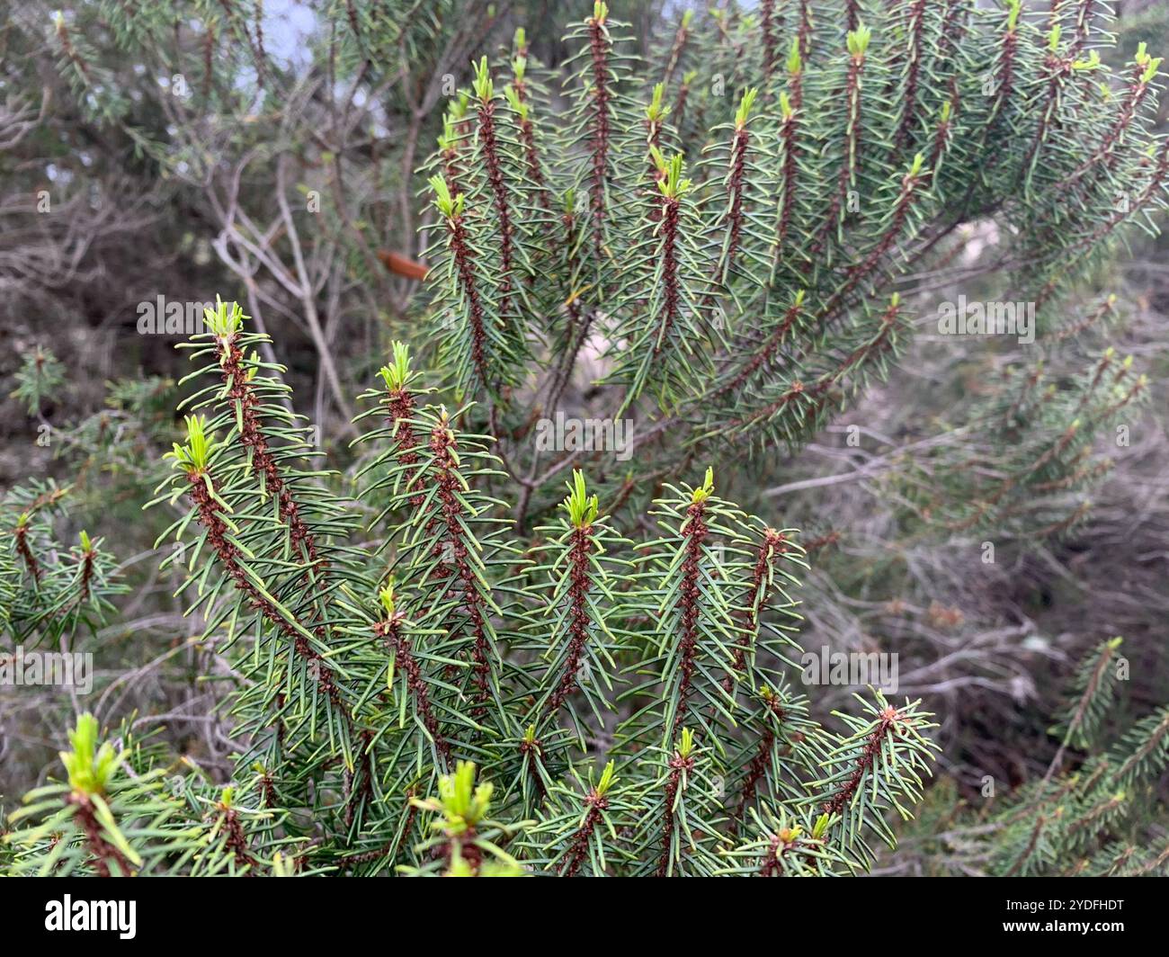 Florida rosemary (Ceratiola ericoides Stock Photo - Alamy