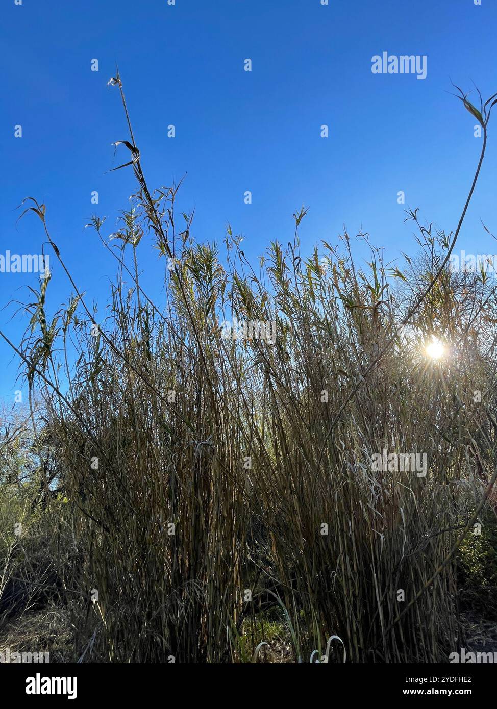 giant reed (Arundo donax Stock Photo - Alamy