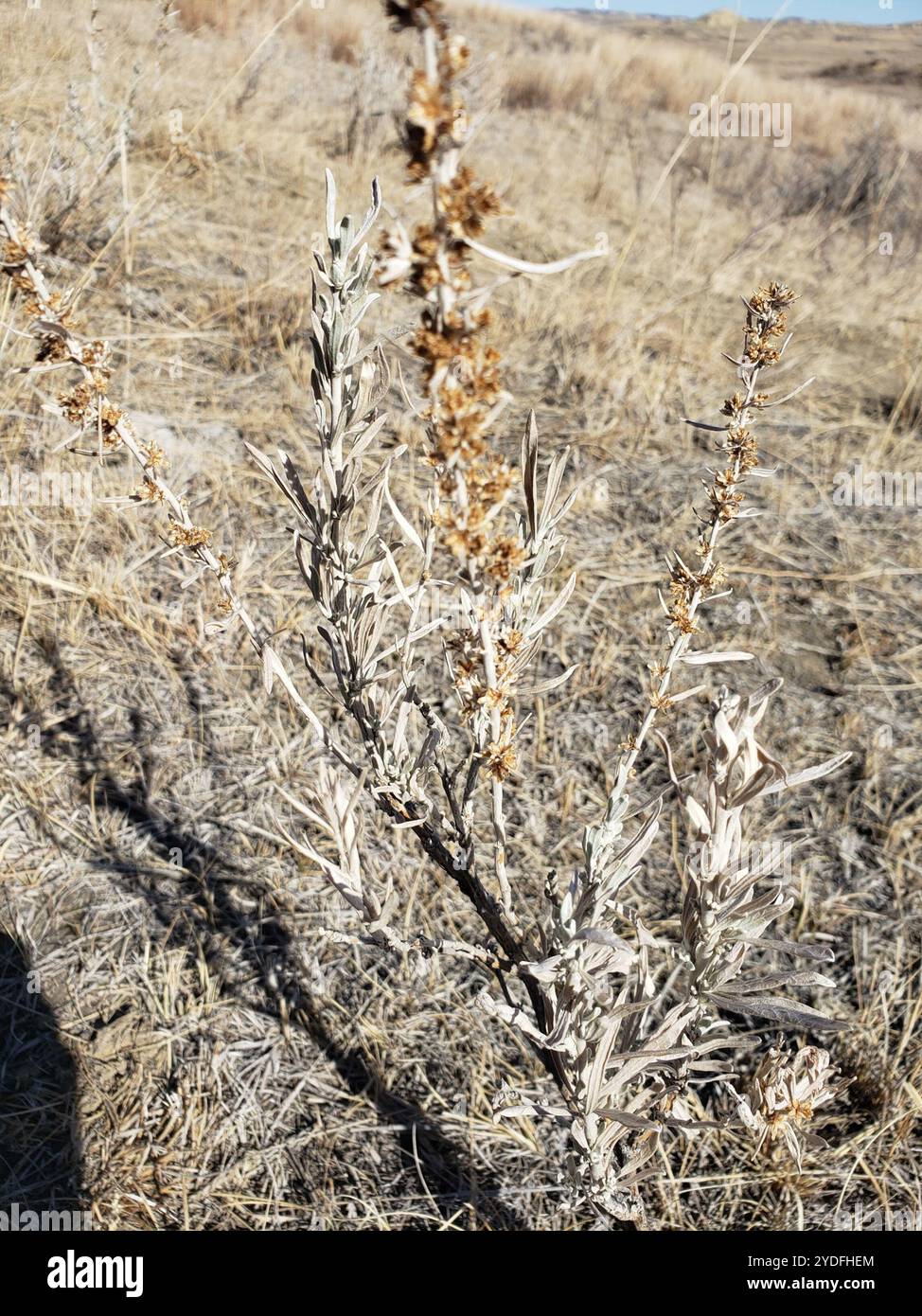 Silver Sagebrush (Artemisia cana Stock Photo - Alamy