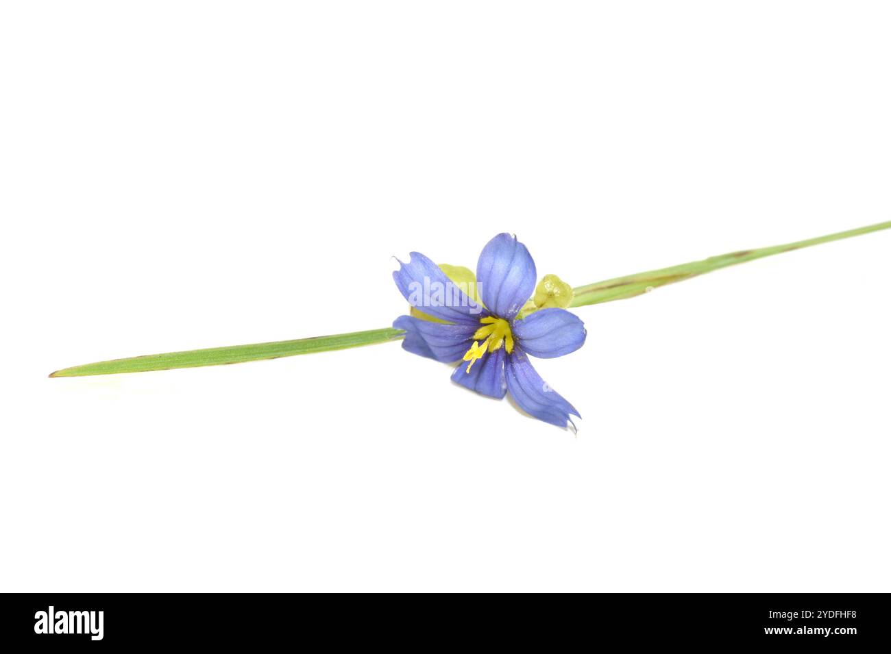 Closeup on blue eyed grass flower sisyrinchium on white background ...