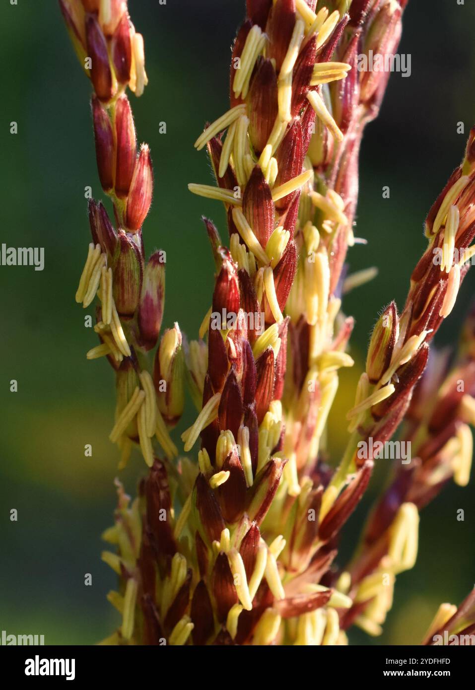Male corn inflorescence hi-res stock photography and images - Alamy