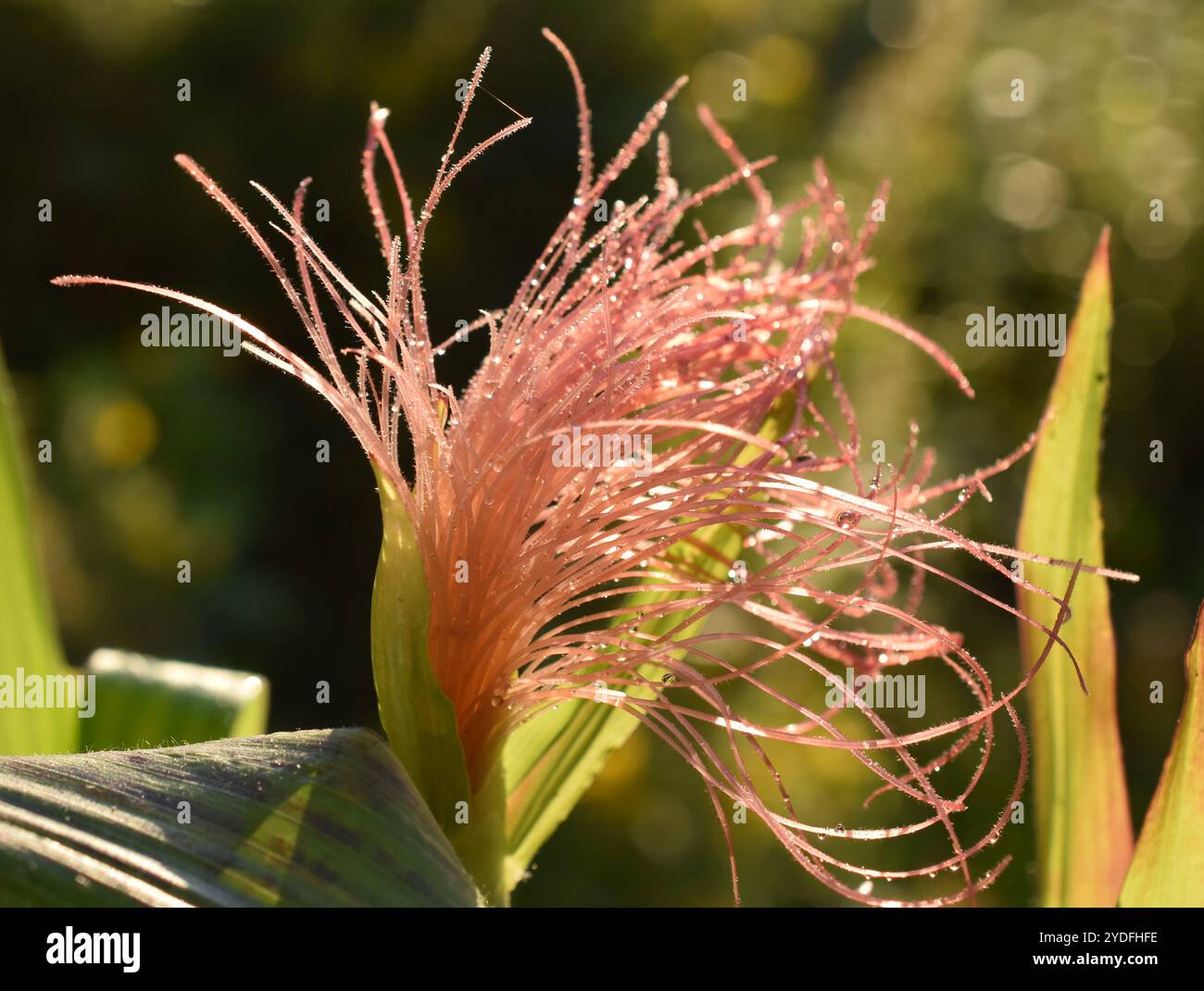 Closeup on female corn zea mays flower pink pistil Stock Photo - Alamy