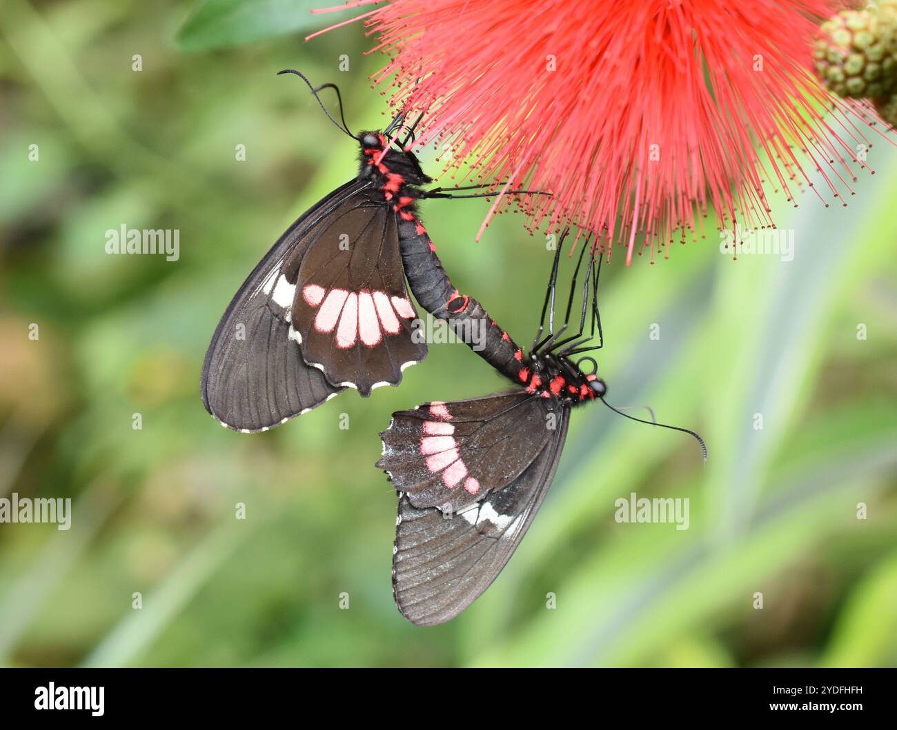 Common rose butterfly Pachliopta aristolochiae mating Stock Photo - Alamy