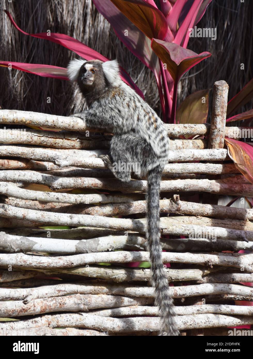 The black and white Wied's marmoset Callithrix kuhlii climbing a wooden ...
