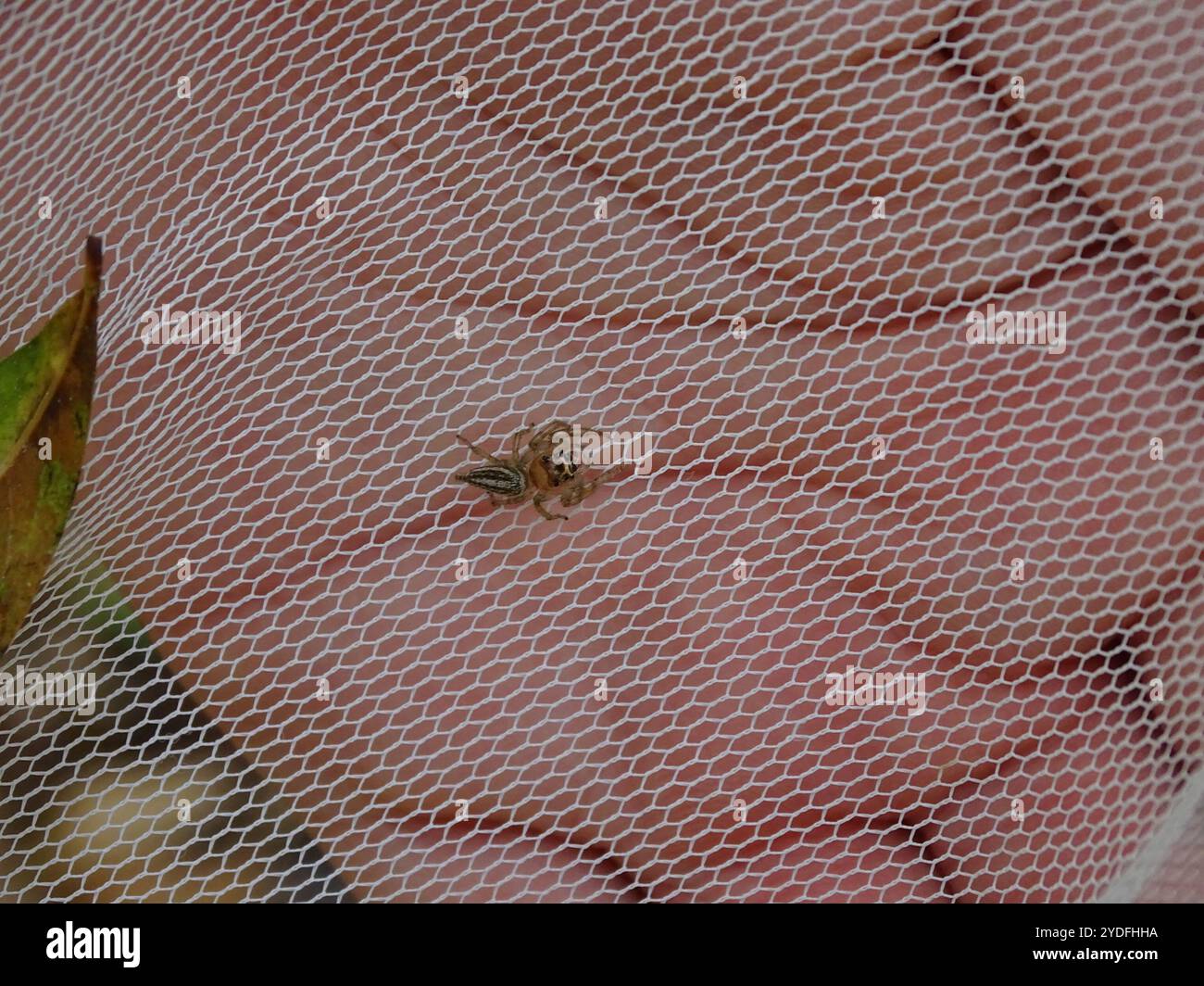 Sylvan Jumping Spider (Colonus sylvanus Stock Photo - Alamy