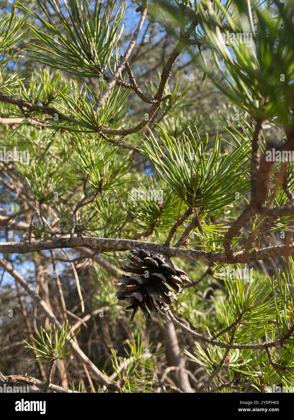 Virginia pine (Pinus virginiana Stock Photo - Alamy