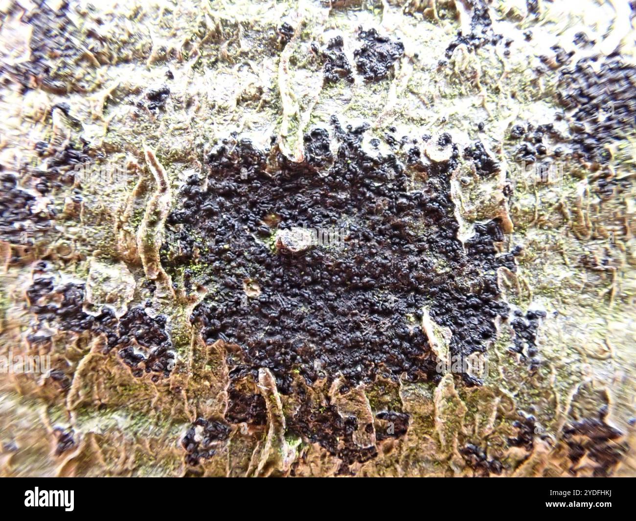 common lichens (Lecanoromycetes Stock Photo - Alamy