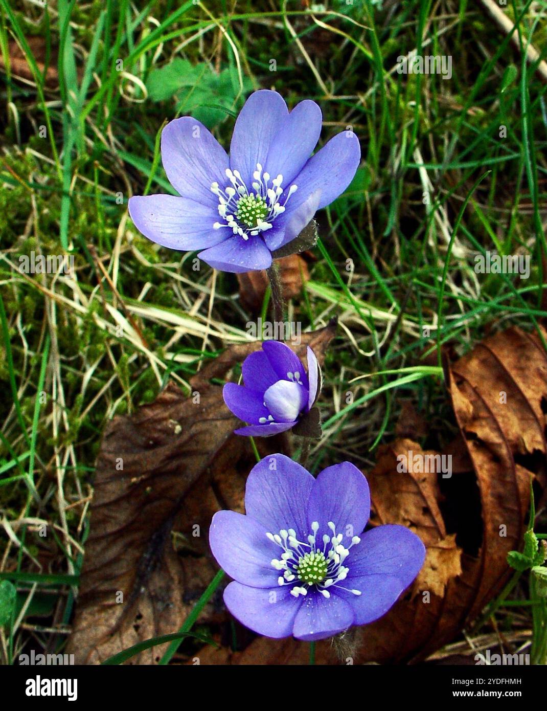 Liverleaf (Hepatica nobilis Stock Photo - Alamy