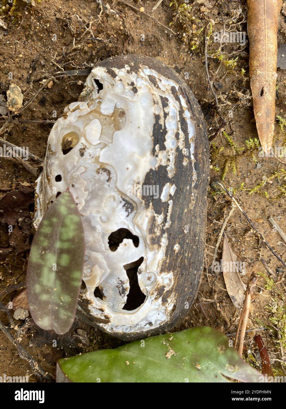 Eastern Elliptio (Elliptio complanata Stock Photo - Alamy