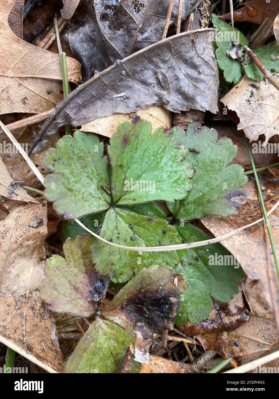 Appalachian barren-strawberry (Waldsteinia fragarioides Stock Photo - Alamy