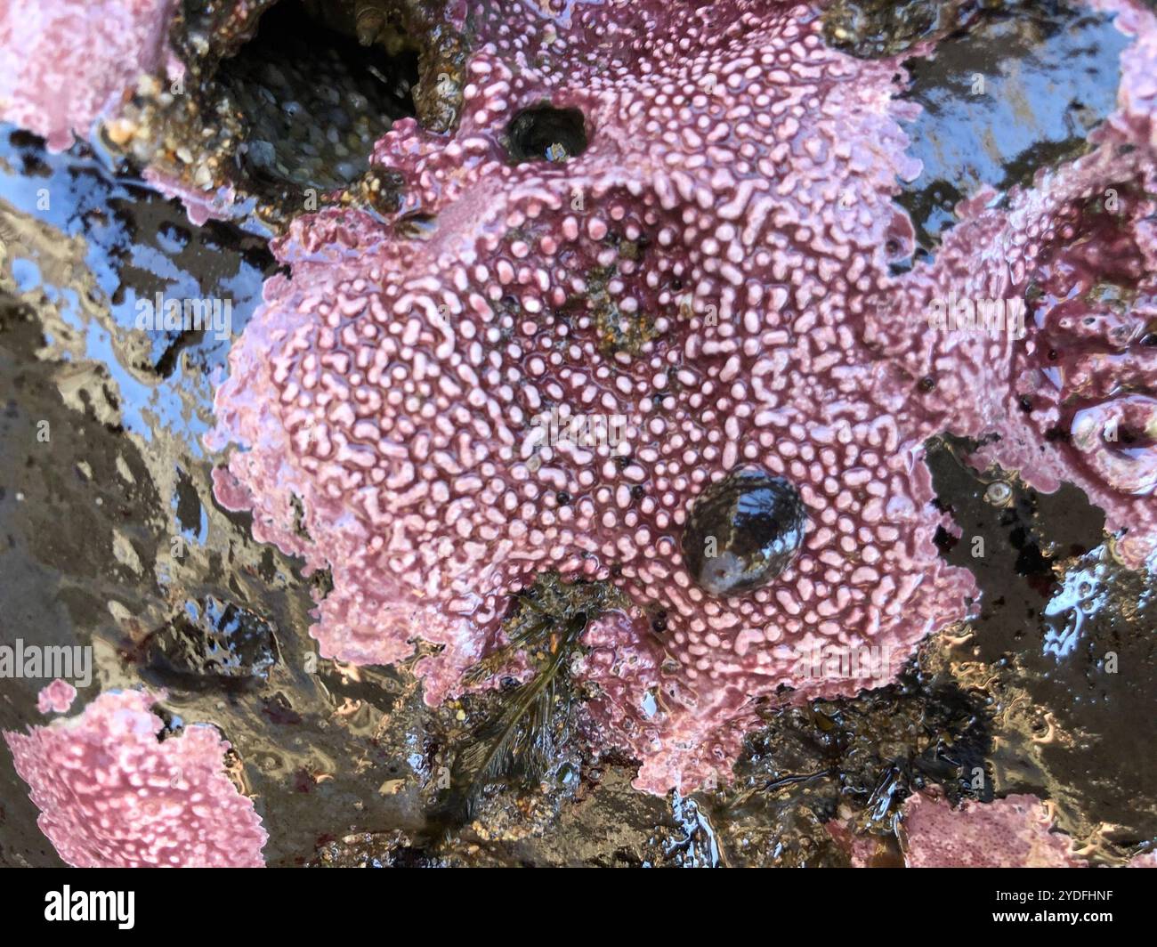 Crustose coralline algae (Lithothamnion Stock Photo - Alamy