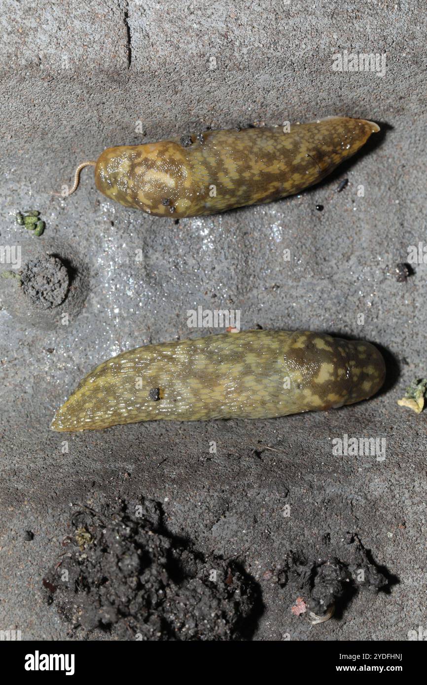 Green Cellar Slug (Limacus maculatus Stock Photo - Alamy