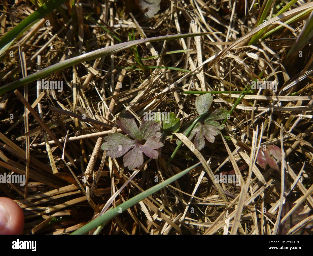 Goldilocks Buttercup (Ranunculus auricomus Stock Photo - Alamy