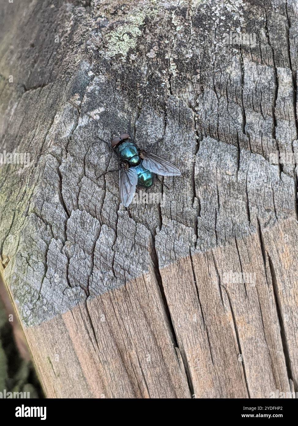 Black Blow Fly (Phormia regina Stock Photo - Alamy