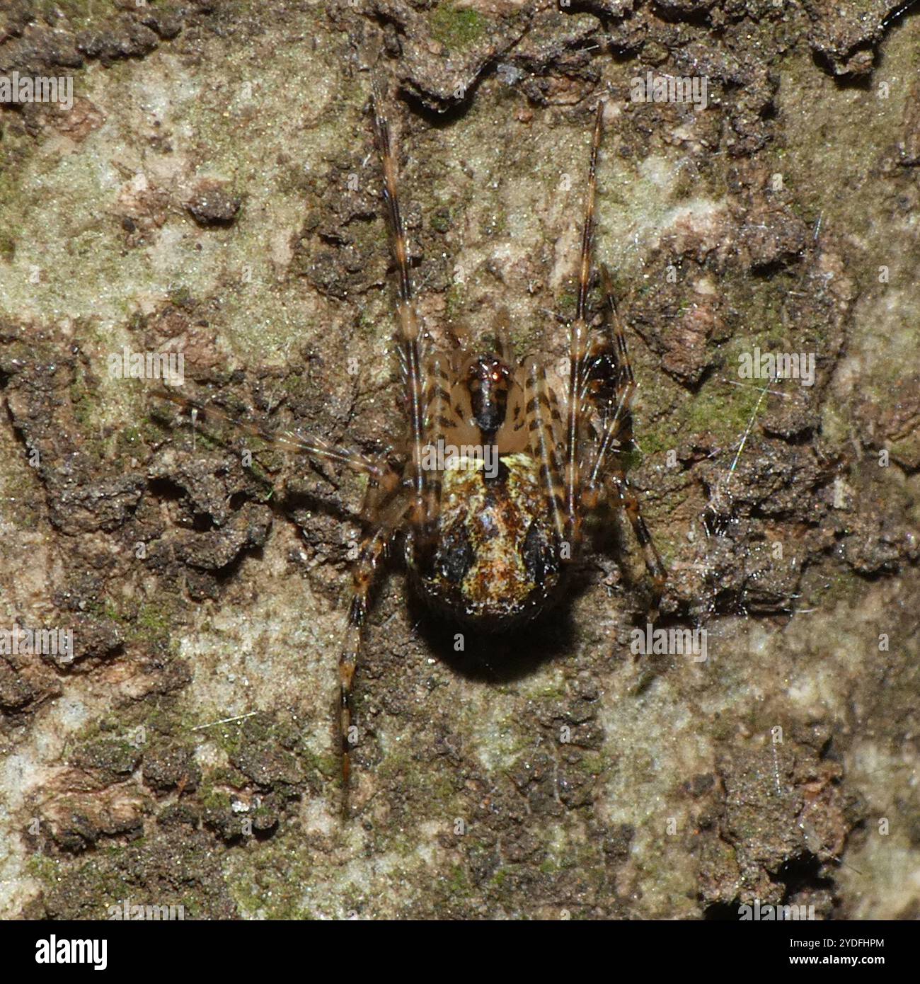 Pirate Spiders (Mimetidae Stock Photo - Alamy