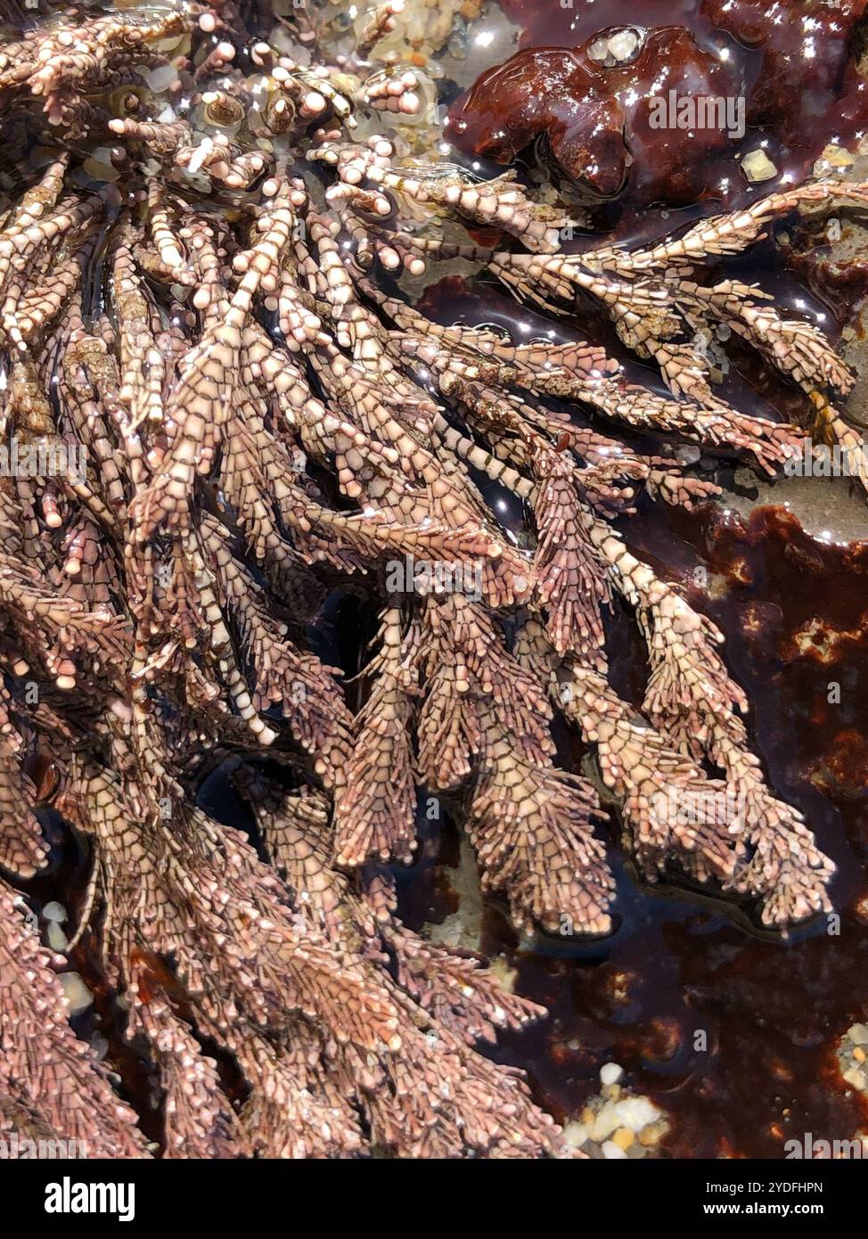 Coralline algae (Corallinales Stock Photo - Alamy