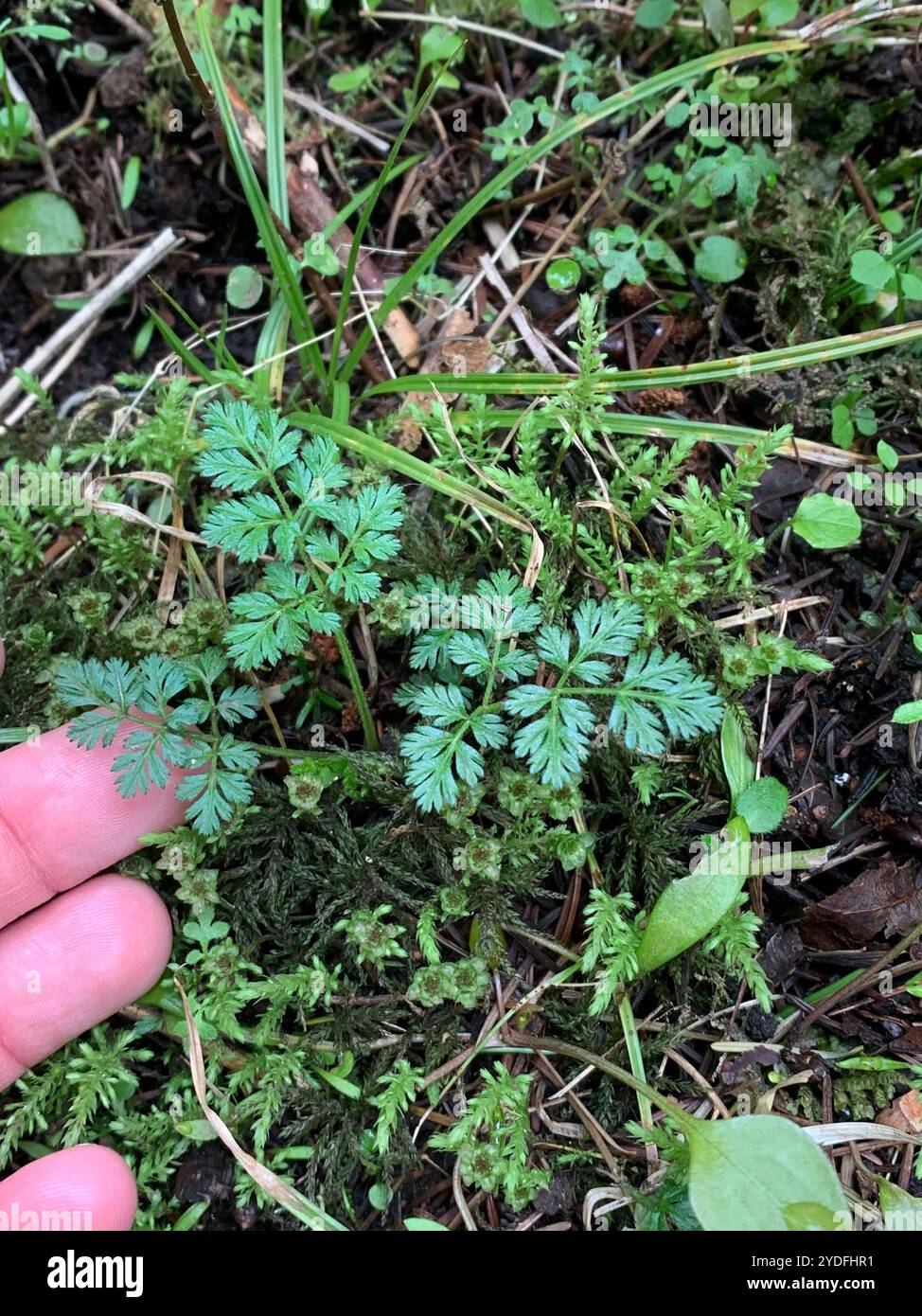 upright hedge-parsley (Torilis japonica Stock Photo - Alamy