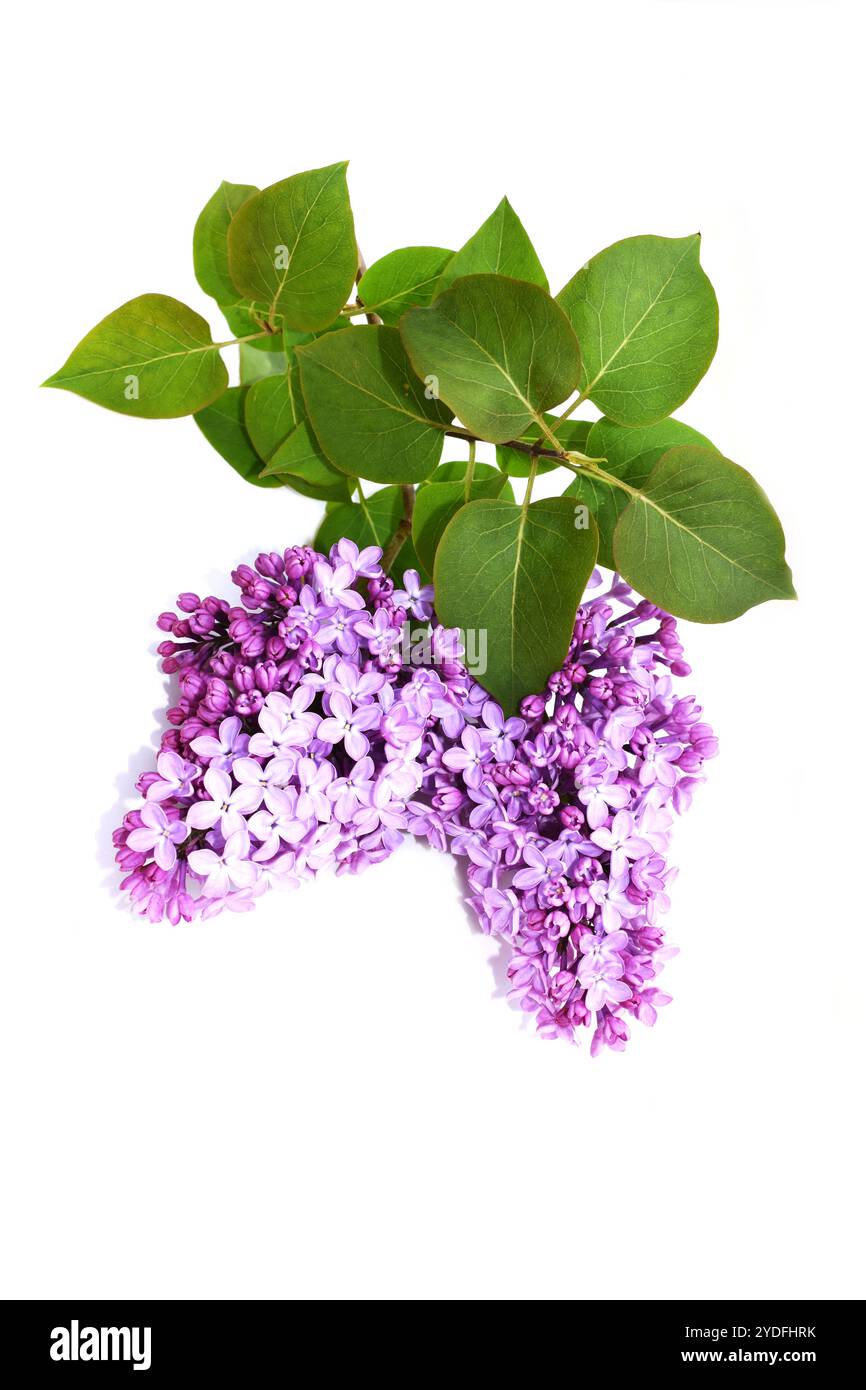 Blooming lilac syringa vulgaris Cut Out Stock Images & Pictures - Alamy