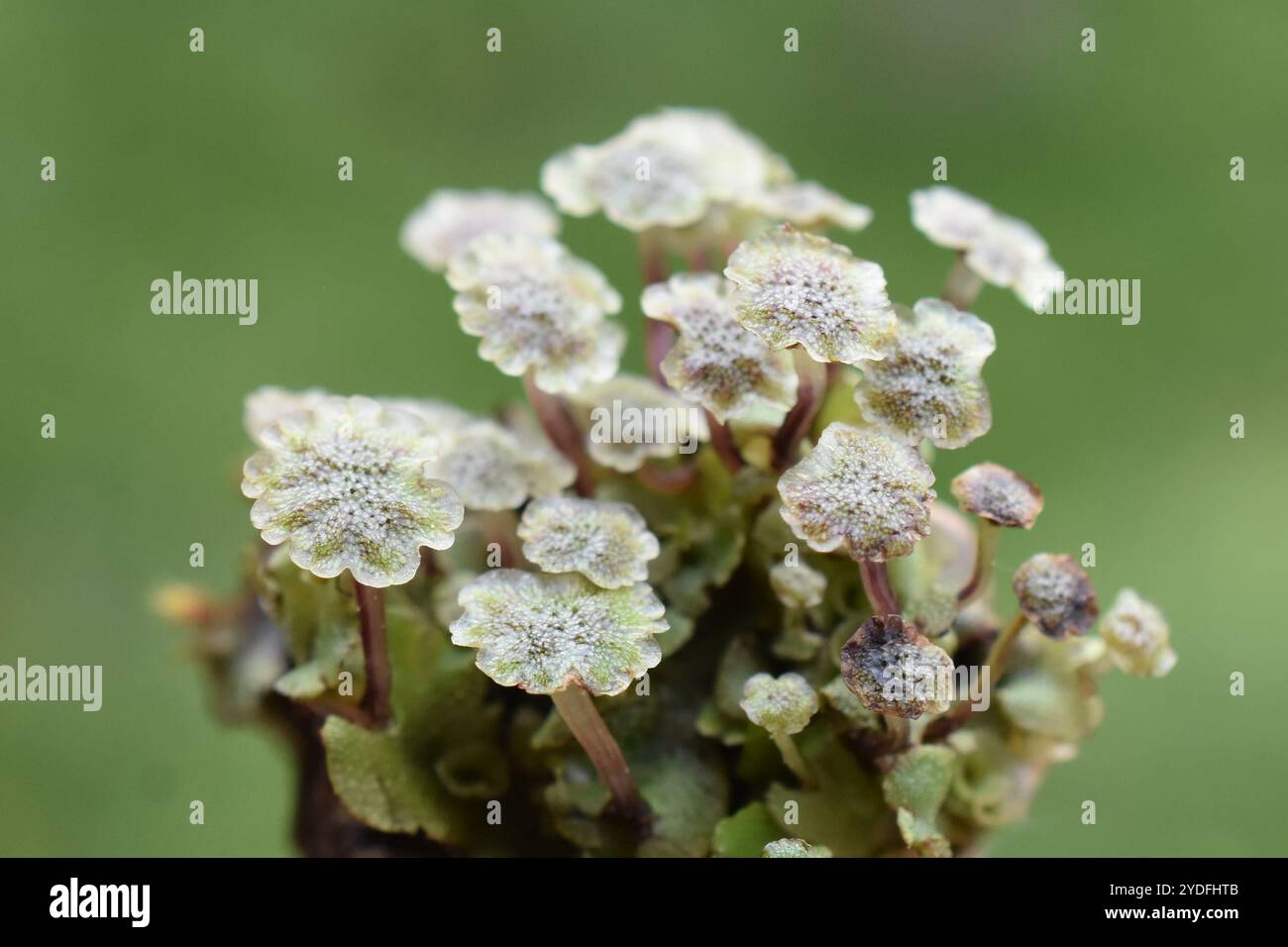 Common liverwort Marchantia polymorpha gametangiophores Stock Photo - Alamy