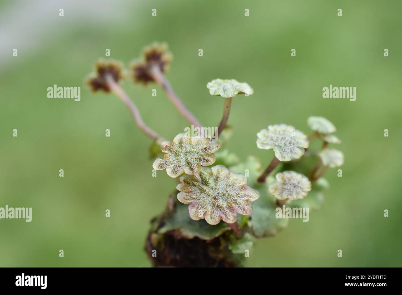 Common liverwort Marchantia polymorpha gametangiophores Stock Photo - Alamy