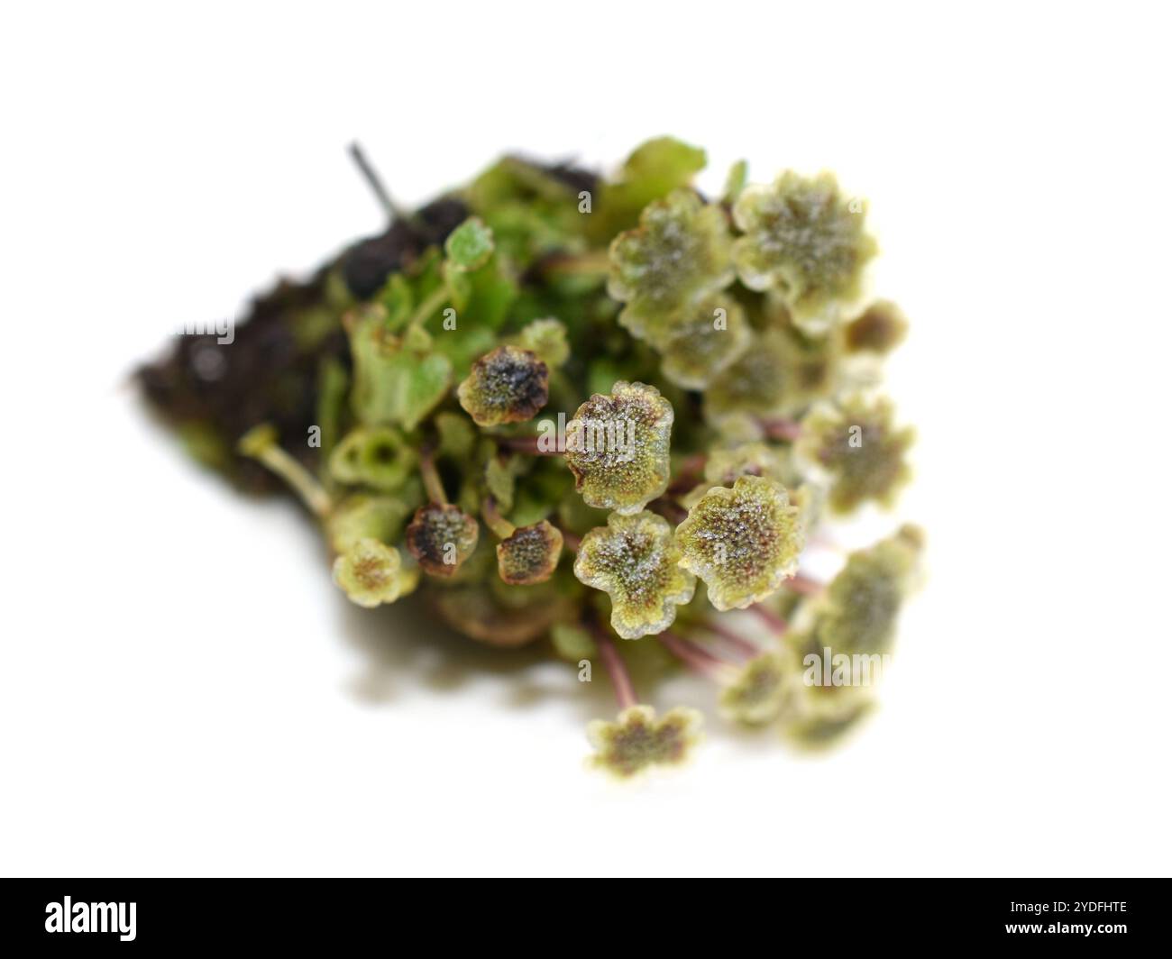 Liverwort (marchantia polymorpha) hi-res stock photography and images ...