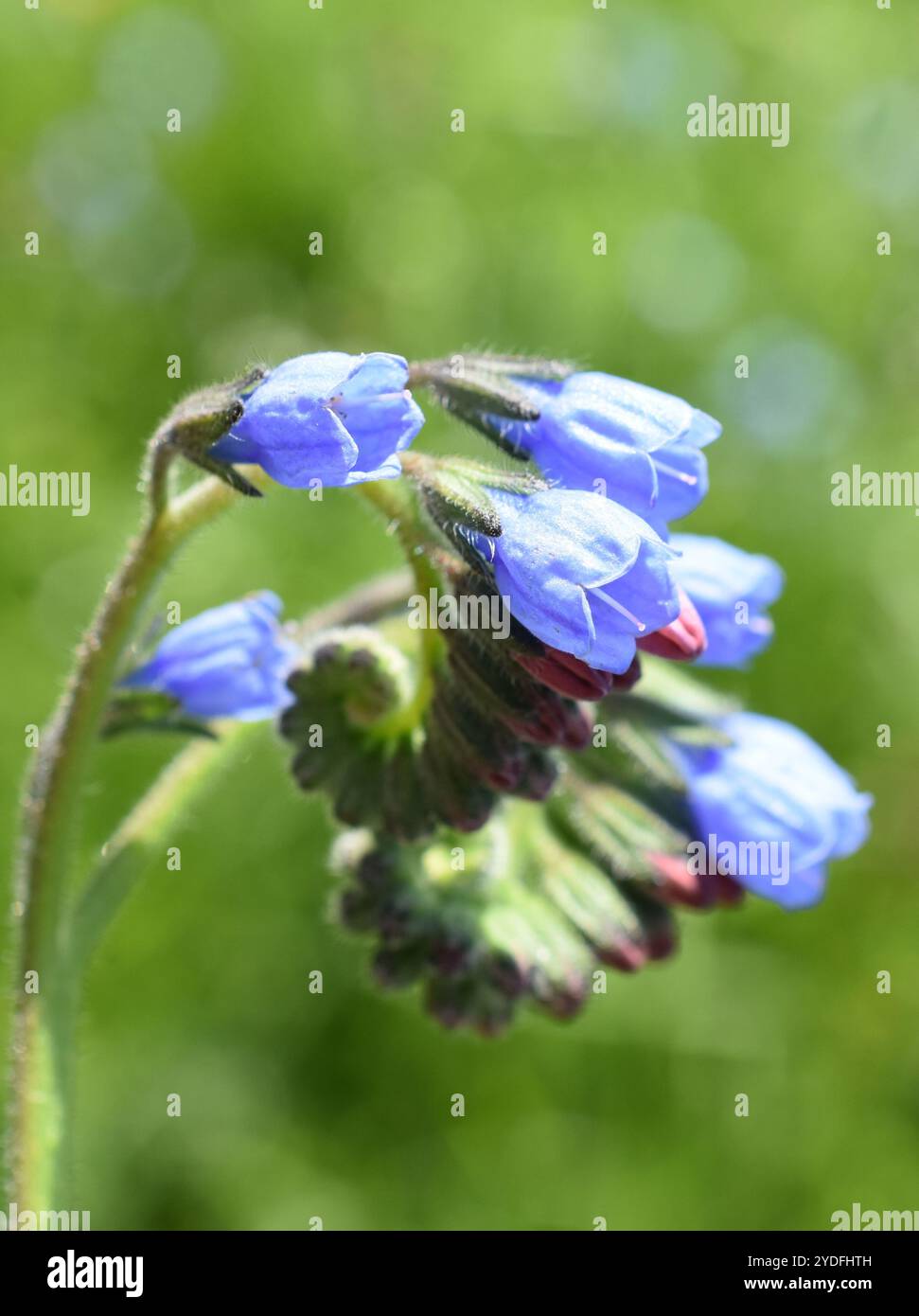 Common comfrey Symphytum officinale blue flowers closeup outdoor Stock ...