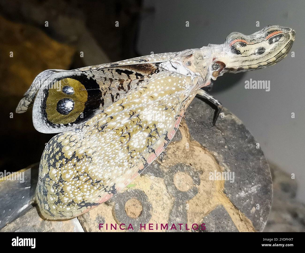 Peanut-headed Lanternfly (Fulgora laternaria Stock Photo - Alamy