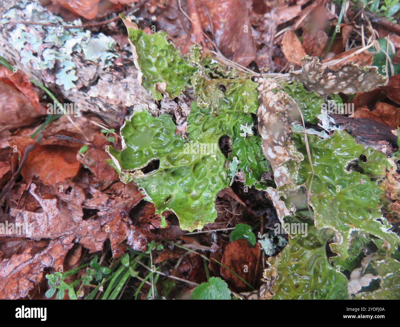 Tree Lungwort (Lobaria pulmonaria Stock Photo - Alamy