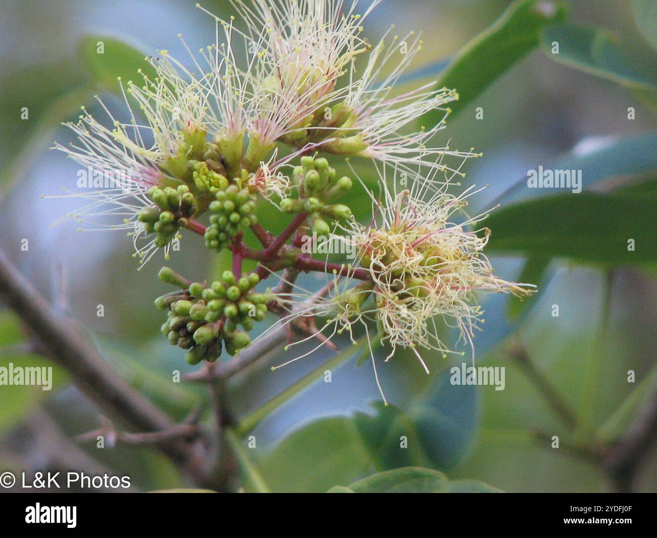 Catclaw Blackbead (Pithecellobium unguis-cati Stock Photo - Alamy
