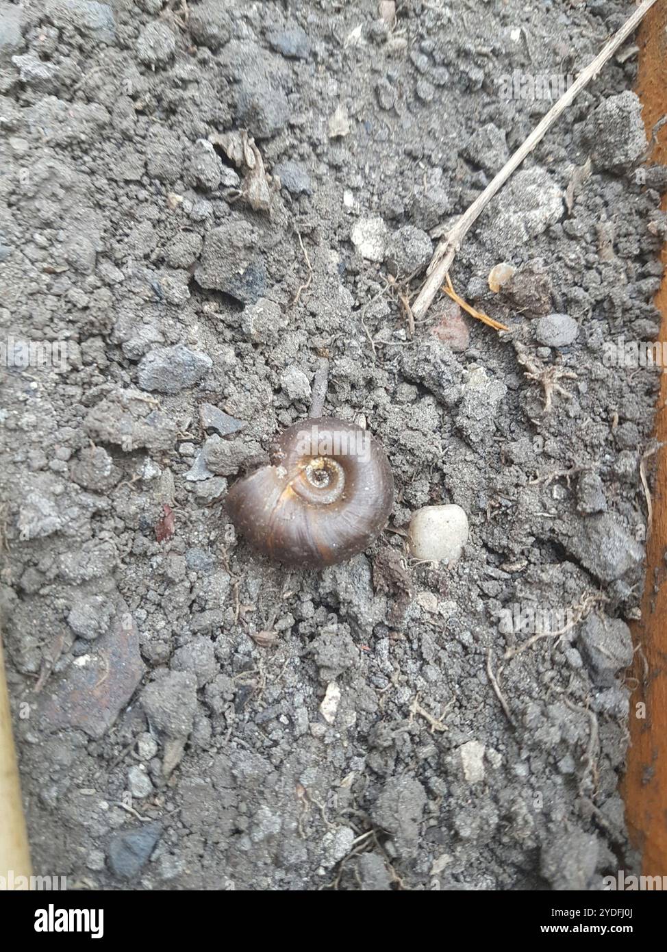 Great Ram's-horn (Planorbarius corneus Stock Photo - Alamy