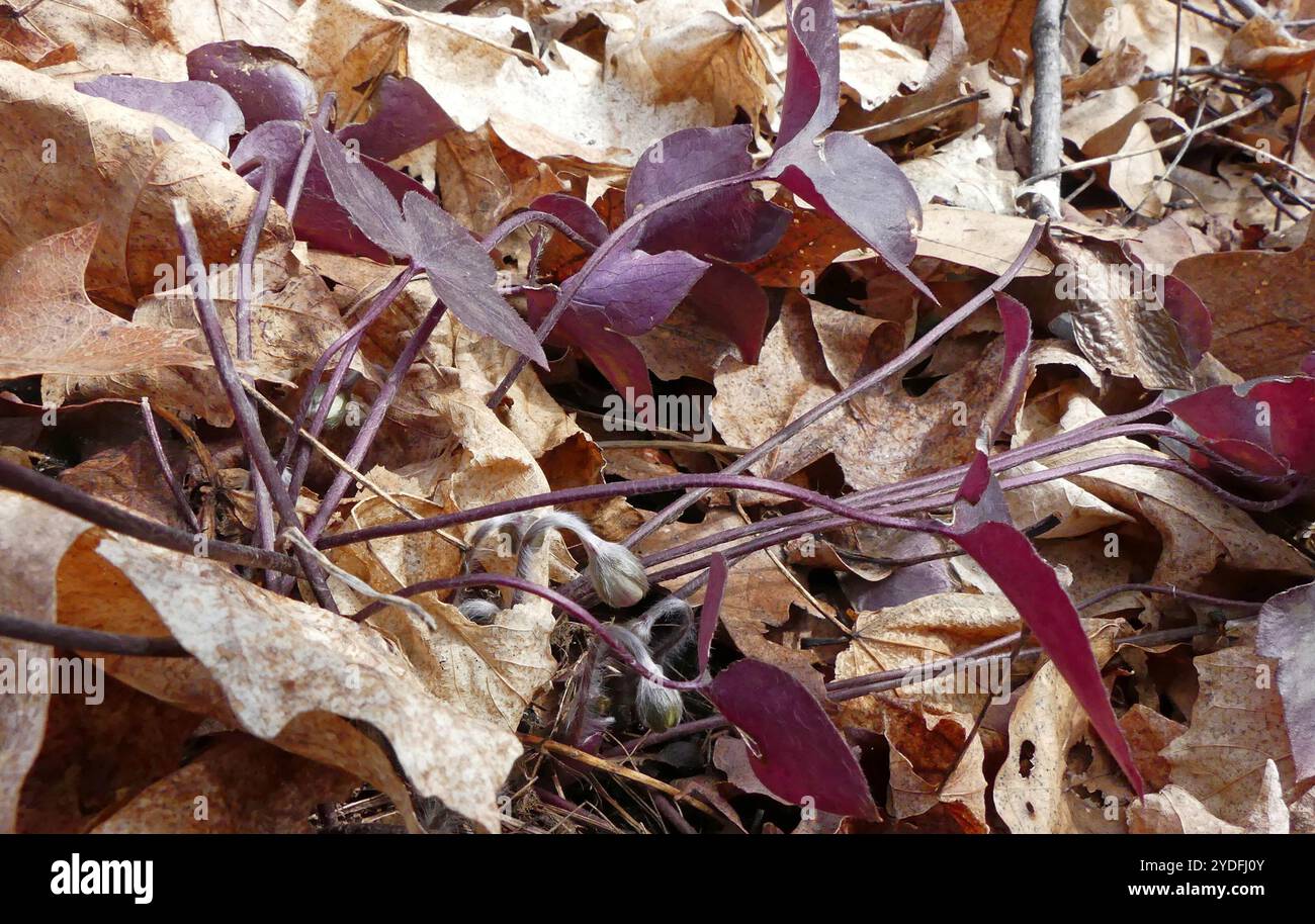 sharp-lobed hepatica (Hepatica acutiloba Stock Photo - Alamy