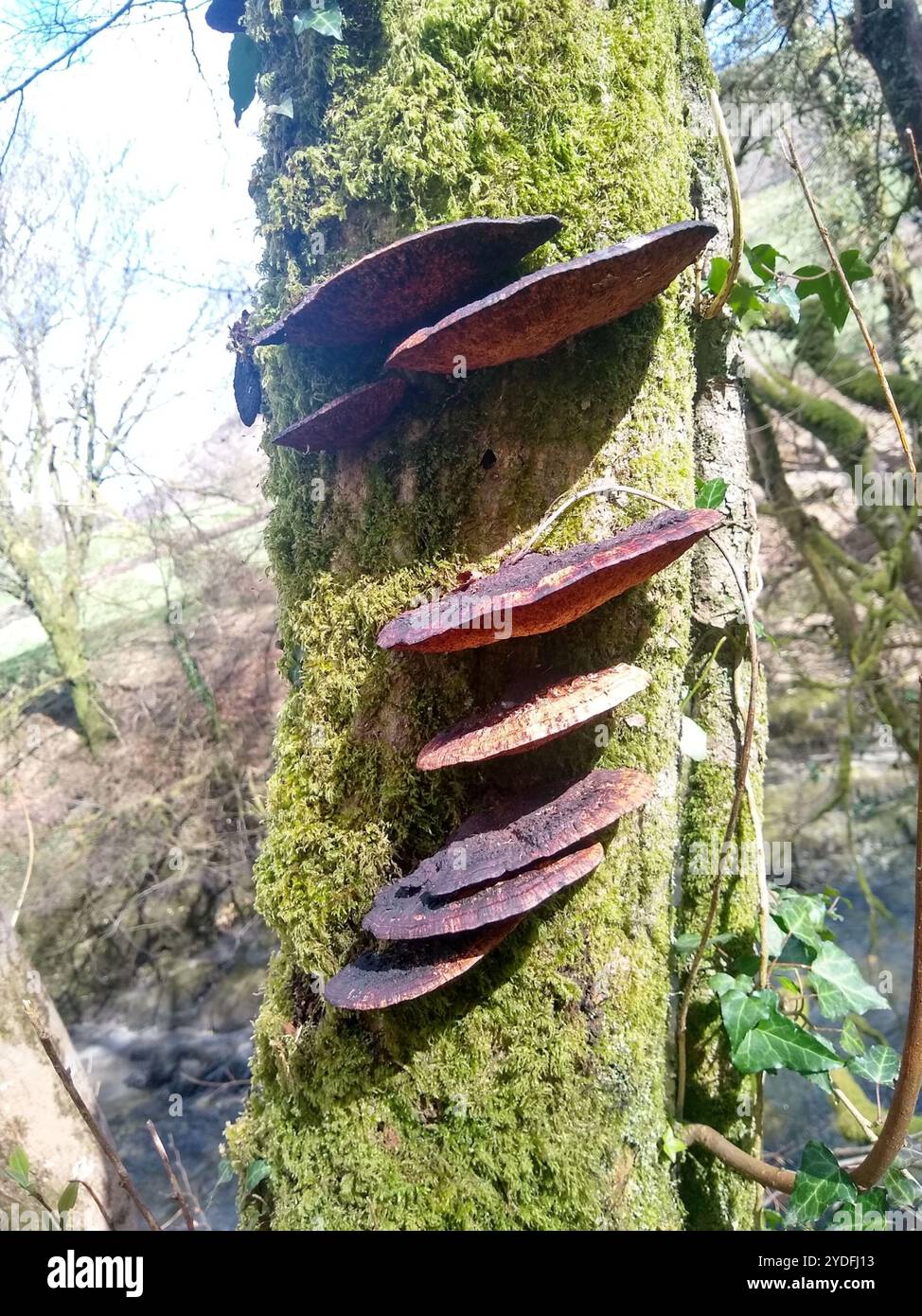 Thin-walled Maze Polypore (Daedaleopsis confragosa Stock Photo - Alamy