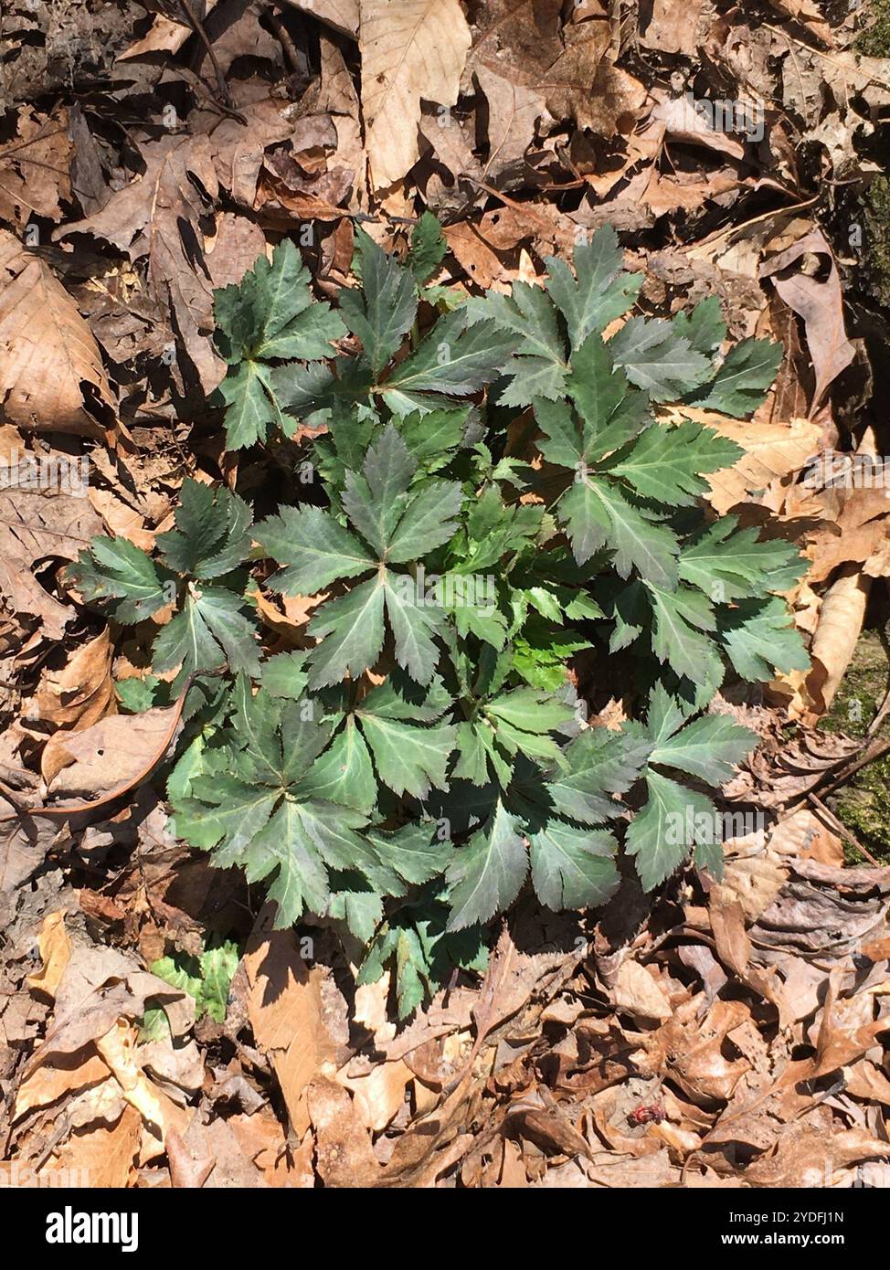Black Snakeroot (Sanicula canadensis Stock Photo - Alamy