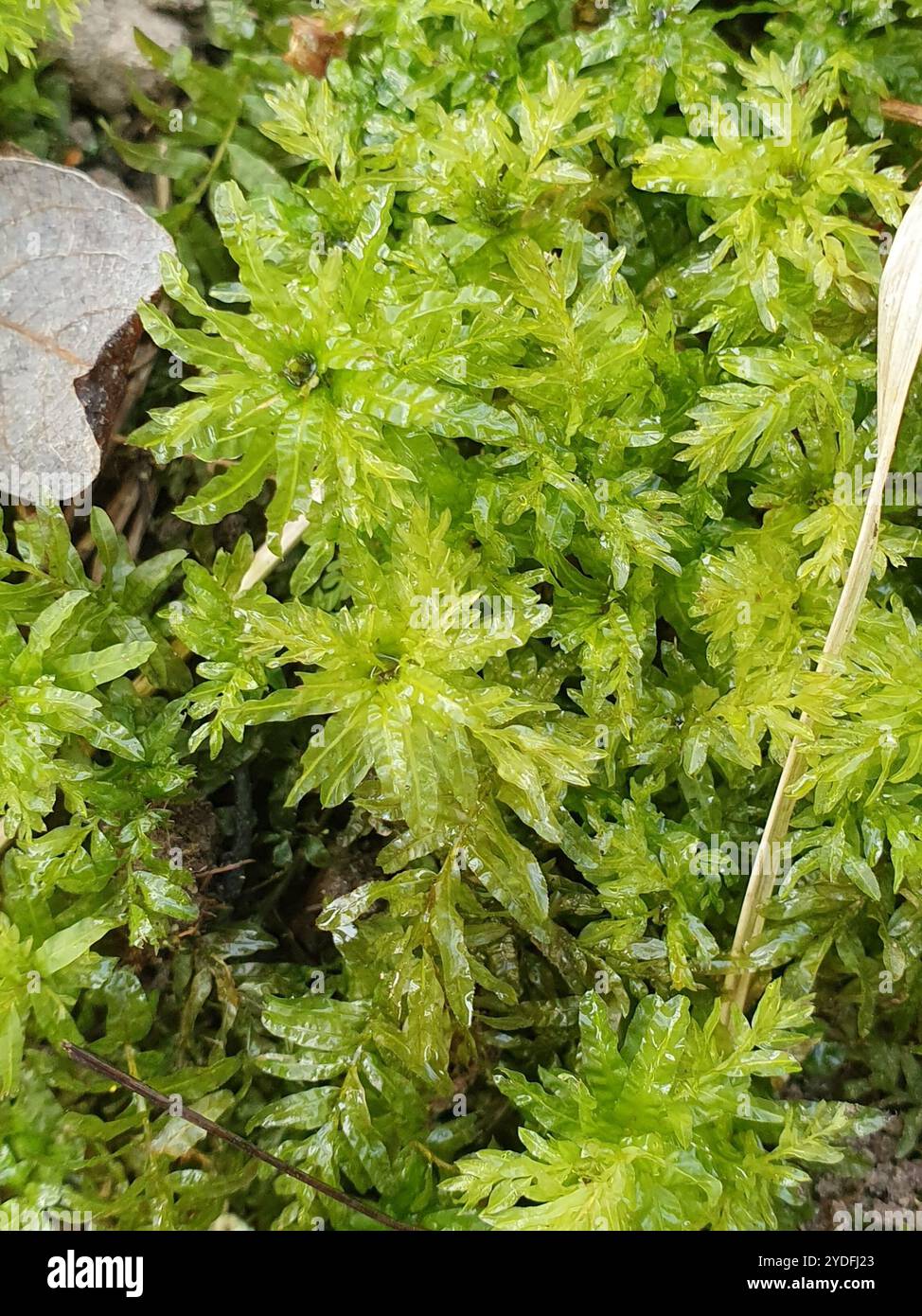 Palm-tree Moss (Plagiomnium undulatum Stock Photo - Alamy