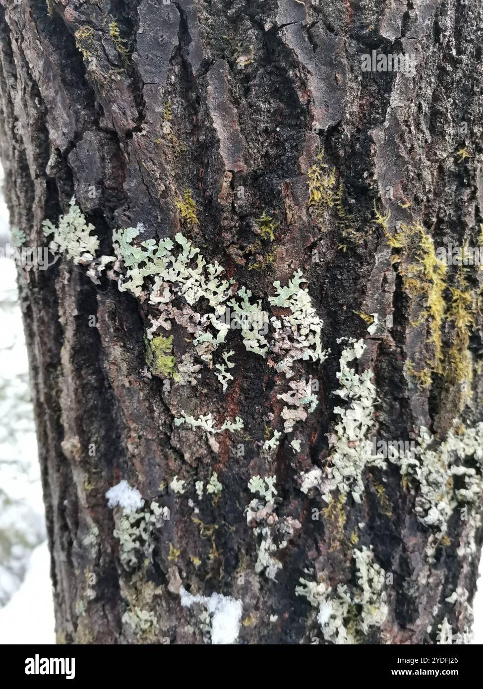 shield lichen (Parmelia sulcata Stock Photo - Alamy