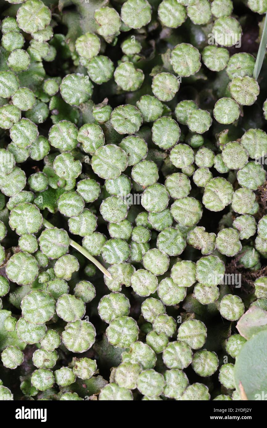 Common Liverwort (Marchantia polymorpha Stock Photo - Alamy