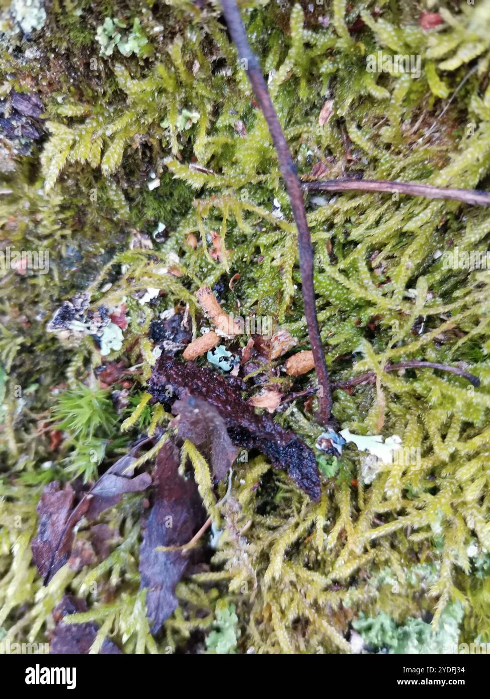 Siberian Flying Squirrel (Pteromys volans Stock Photo - Alamy