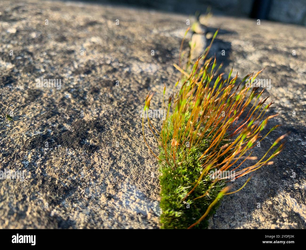 Wall Screw-moss (Tortula muralis Stock Photo - Alamy