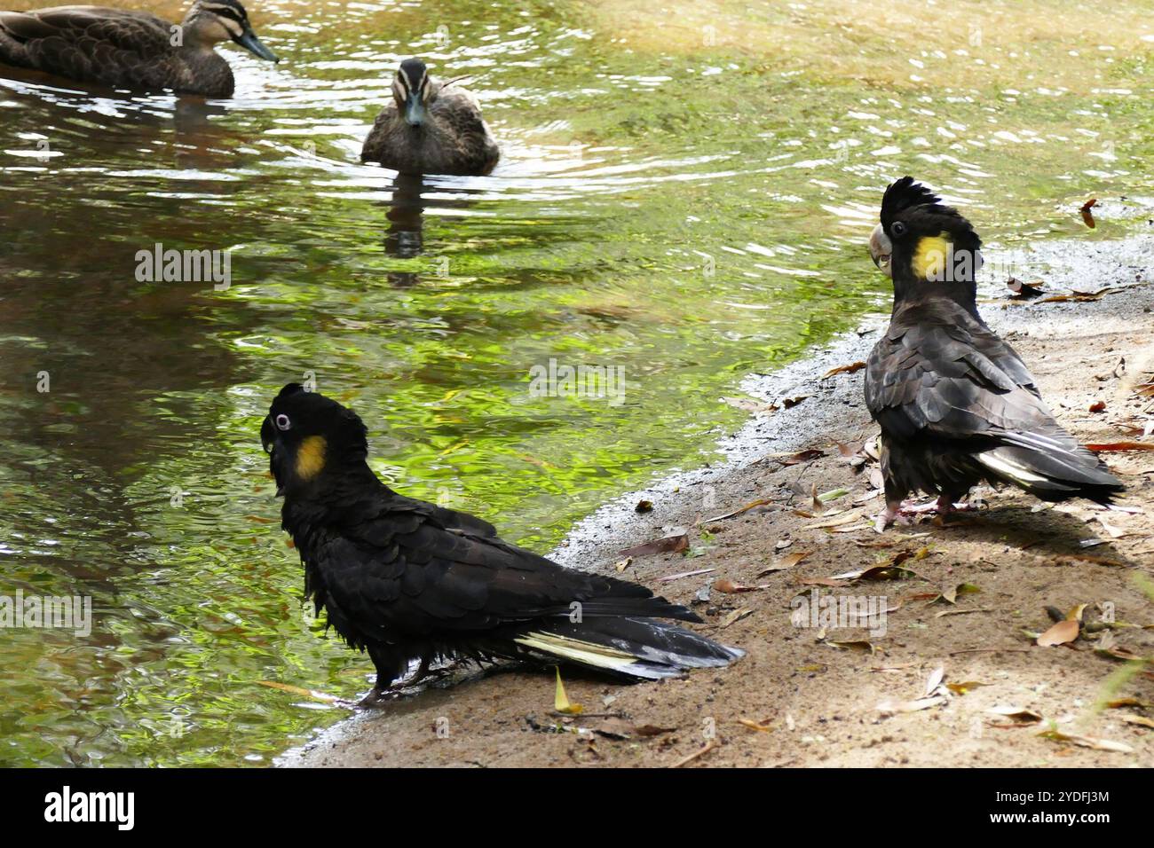 Yellow-tailed Black Cockatoo (Zanda funerea Stock Photo - Alamy