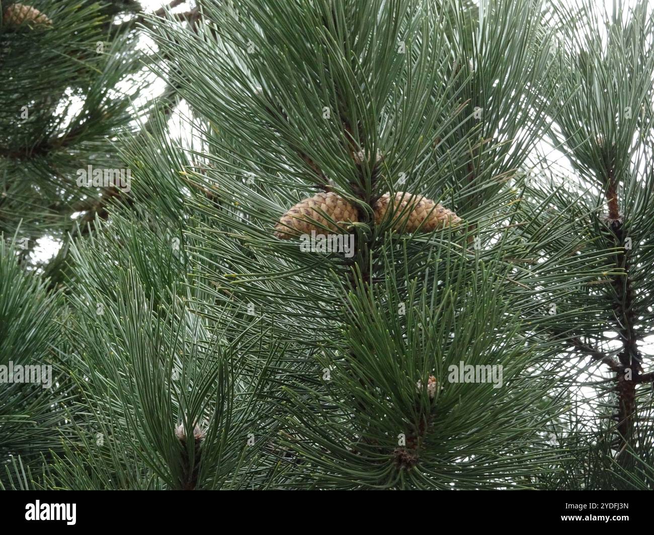 maritime pine (Pinus pinaster Stock Photo - Alamy